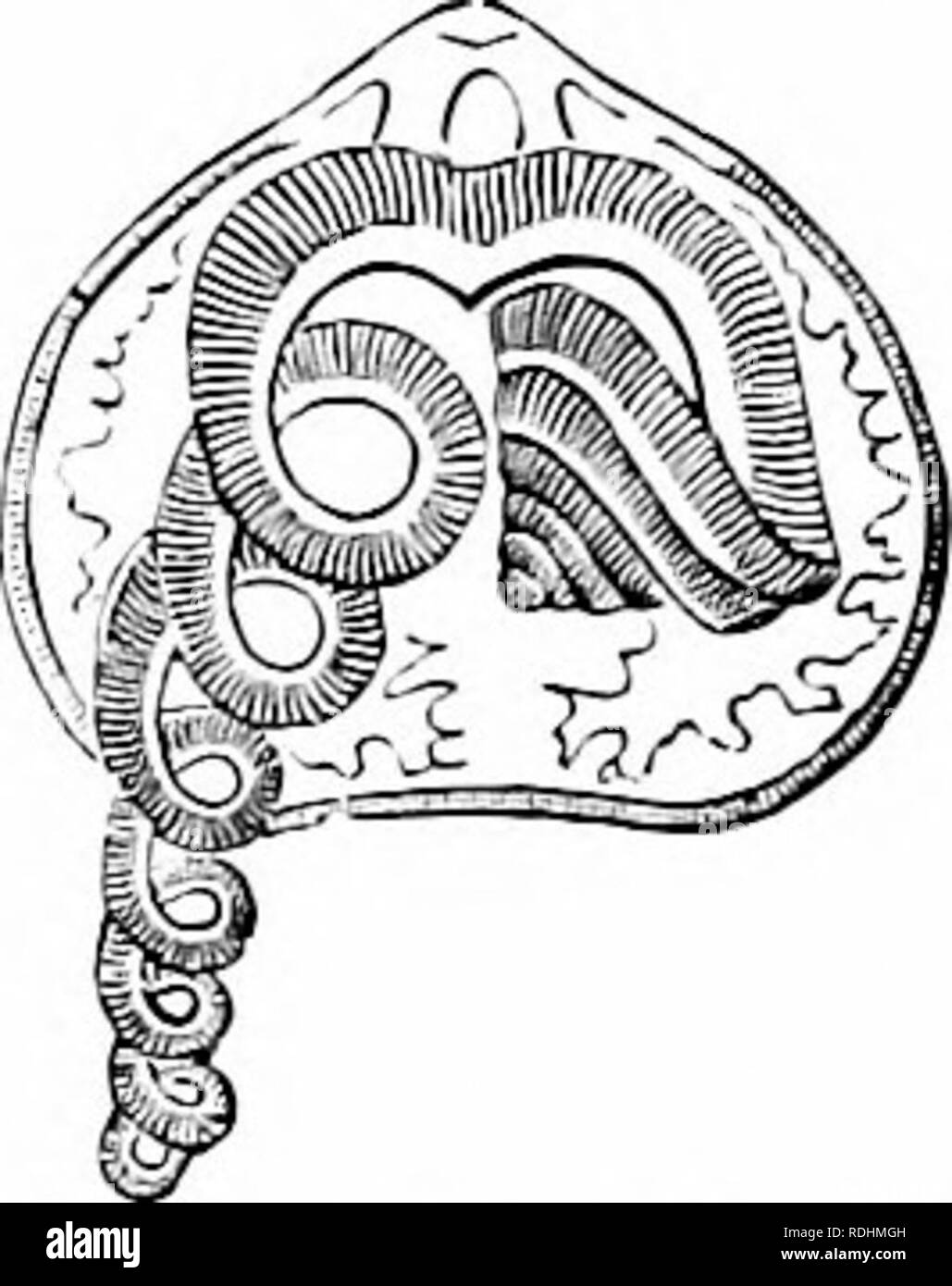 Lingula brachiopod Black and White Stock Photos & Images - Alamy