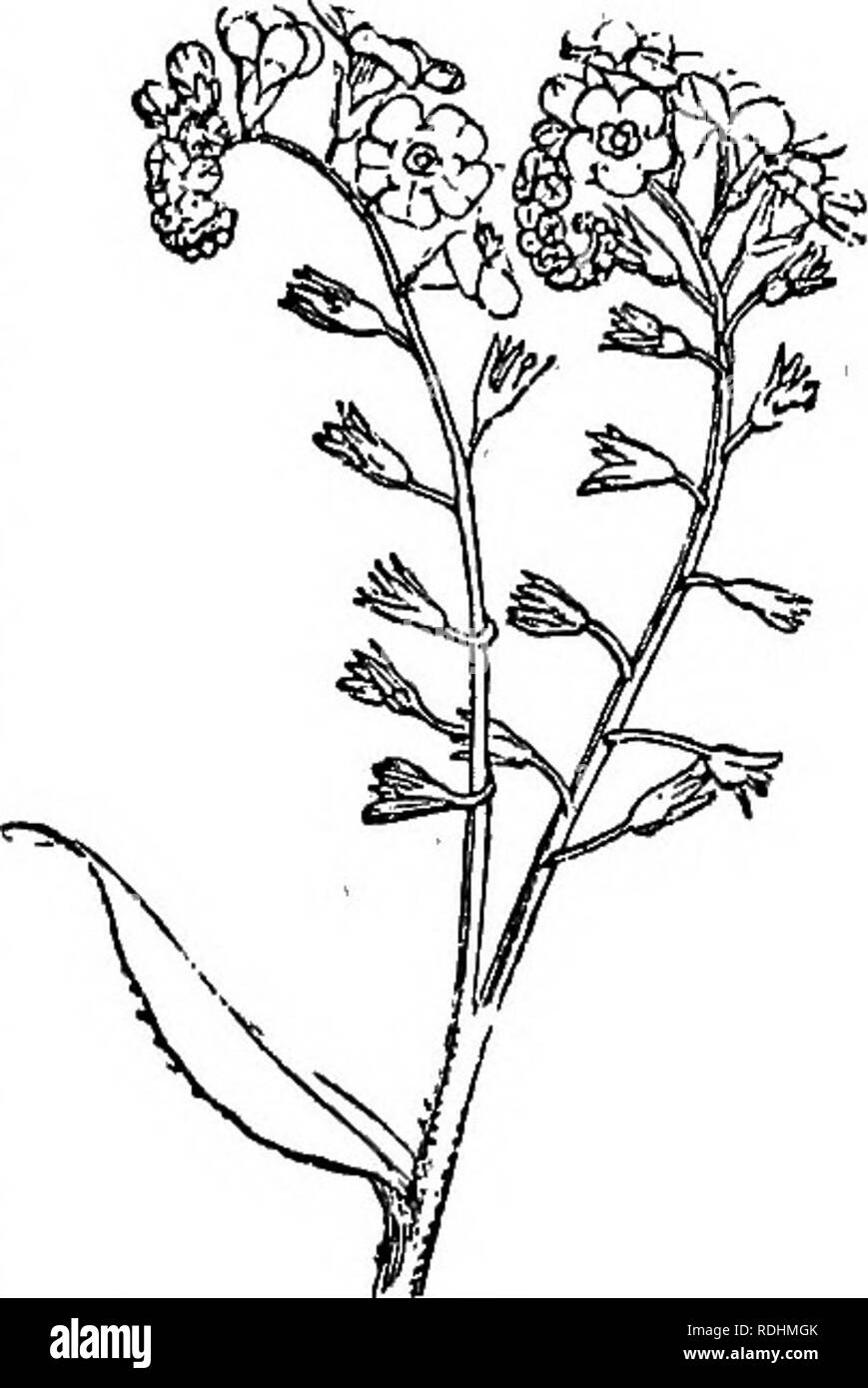 Plants basal structure hi-res stock photography and images - Alamy