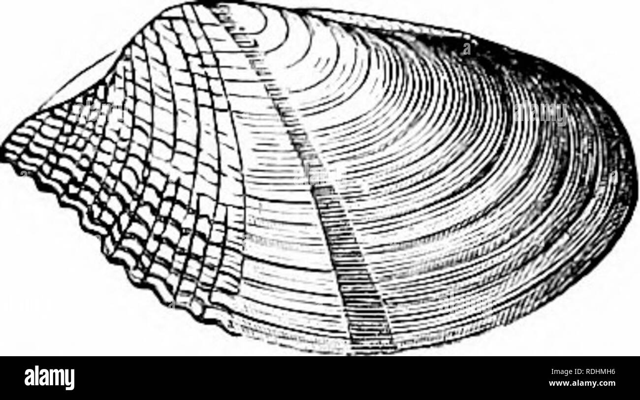 Clam clusters Black and White Stock Photos & Images - Alamy