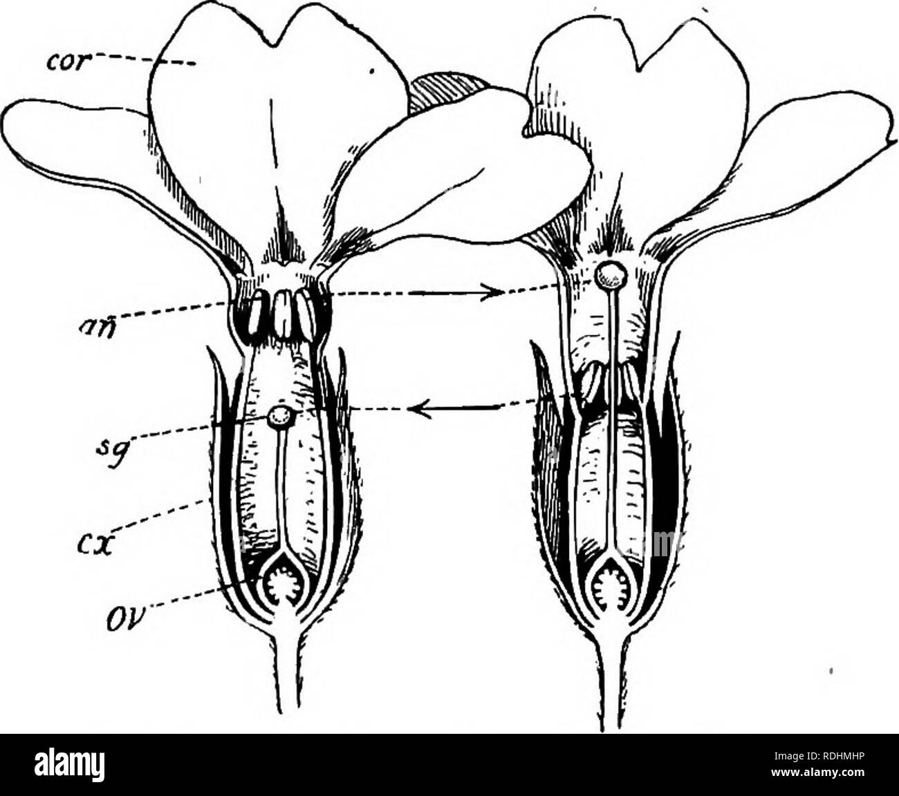 . Elementary botany . Botany. GAMOPETAL^—PRIMULACE^ 149 Type I ...