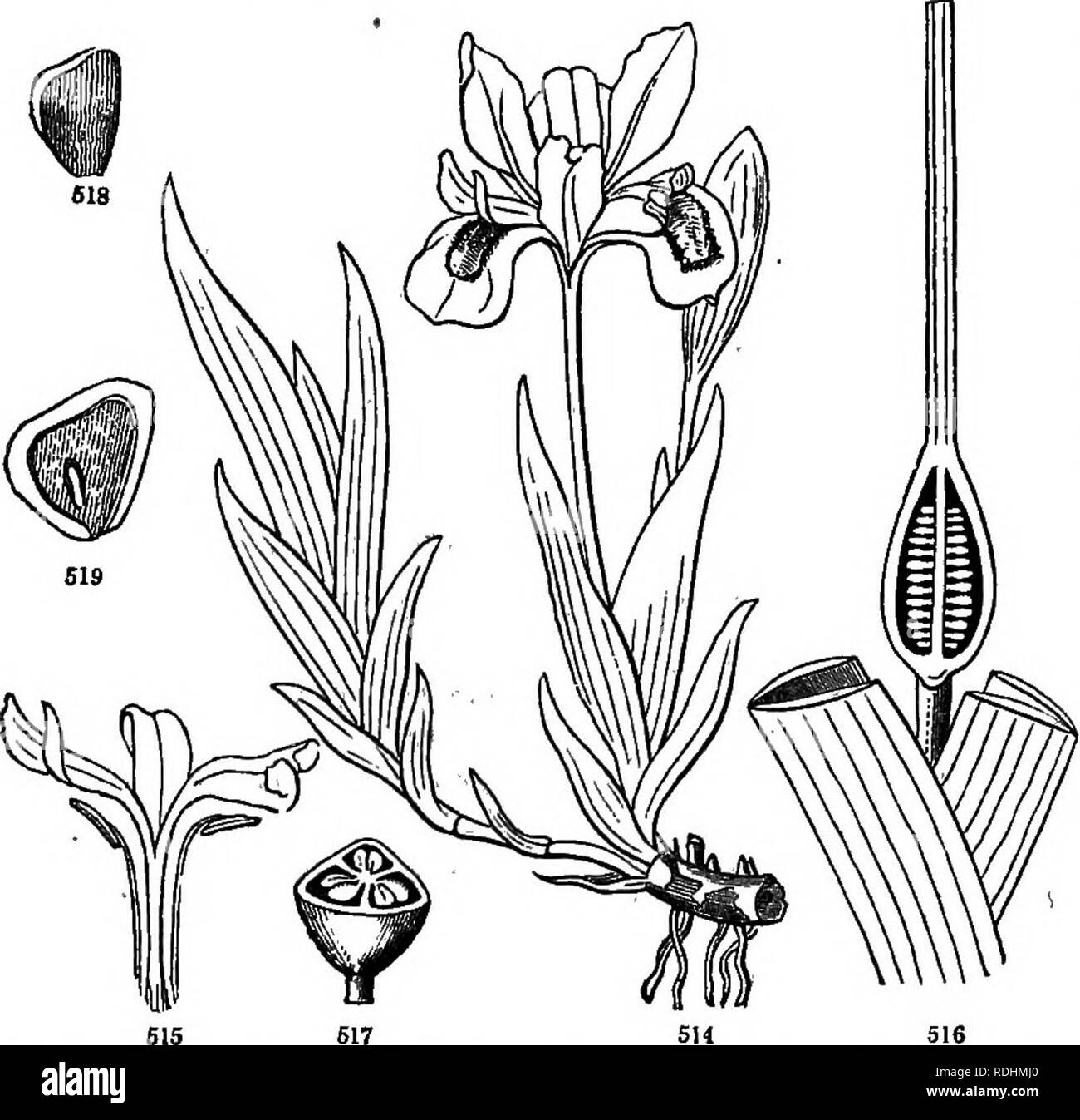 . Botany for young people and common schools : how plants grow, a ...