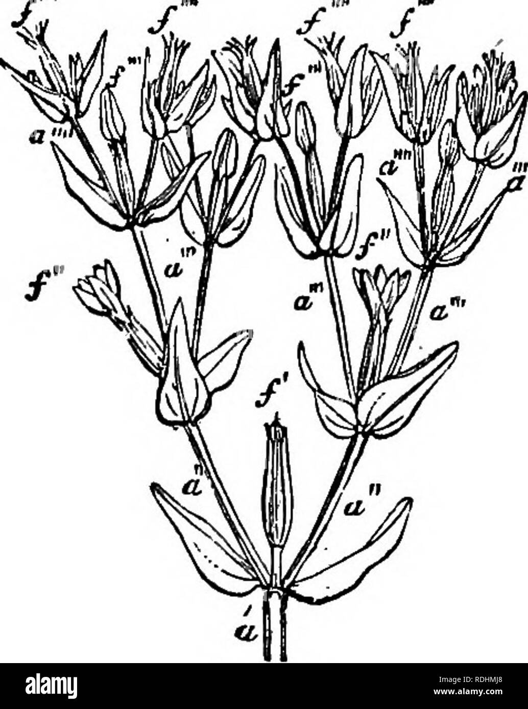 . A Manual of botany : being an introduction to the study of the ...