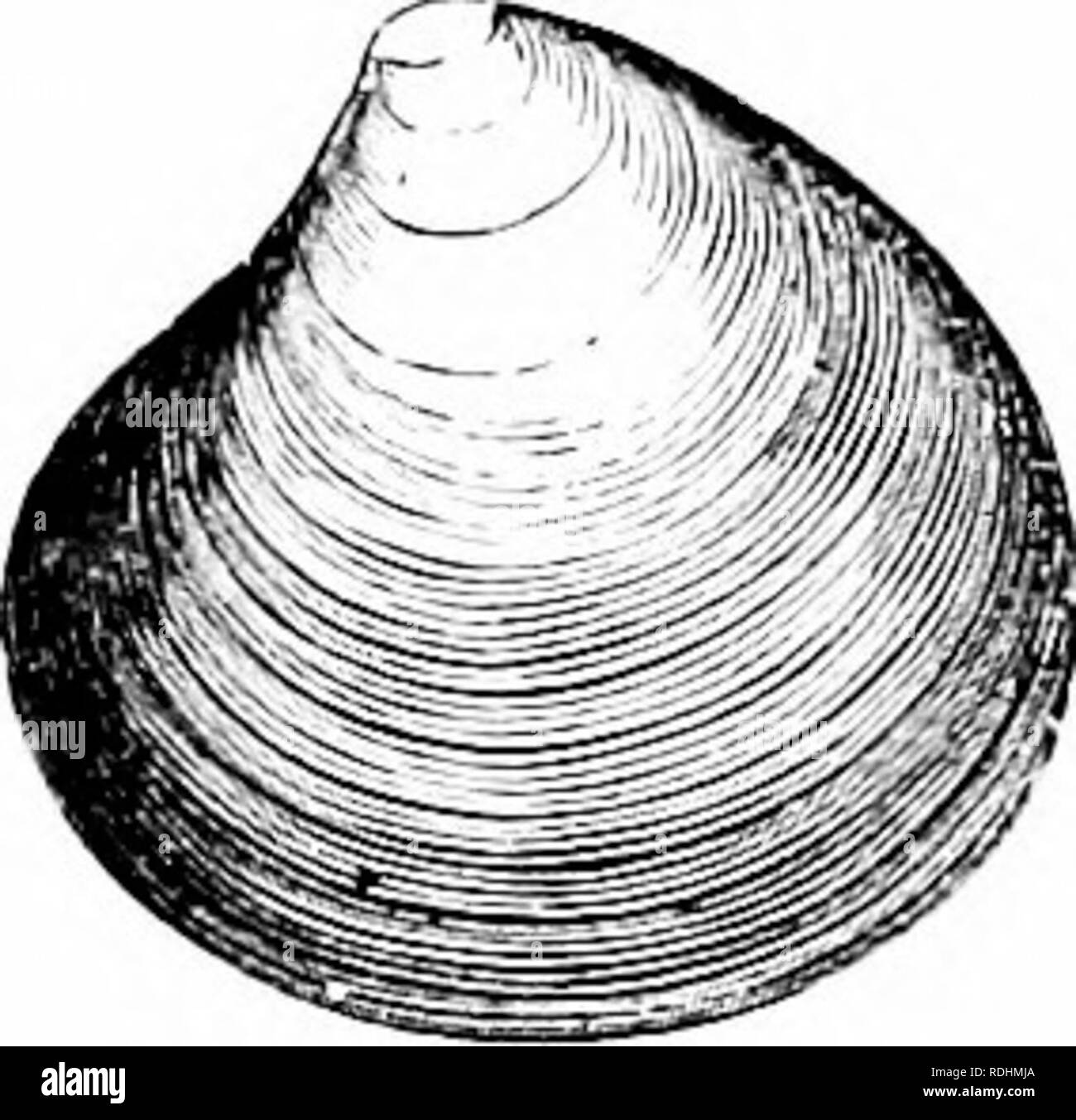 Sphaerium hi-res stock photography and images - Alamy