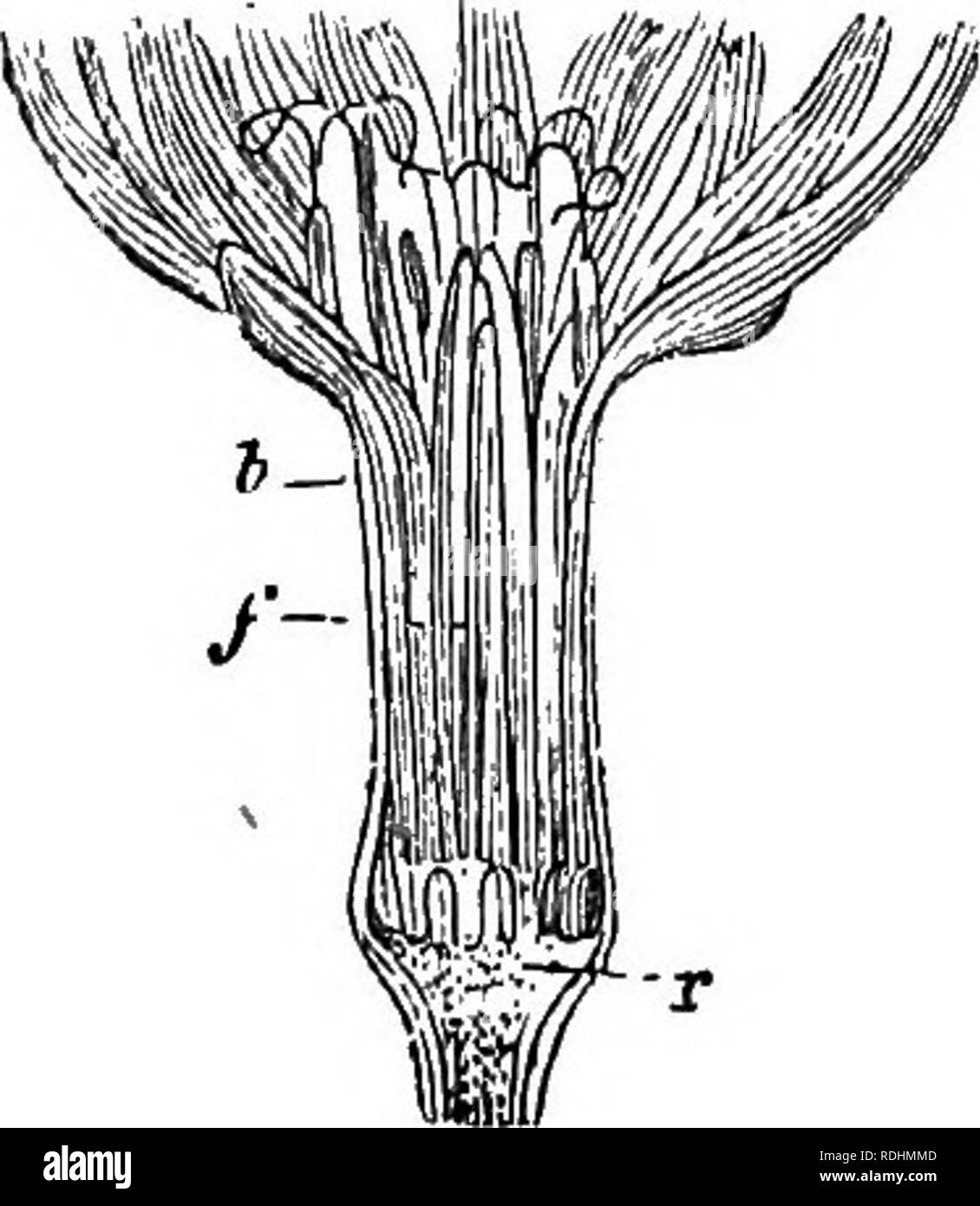 Radiating floral forms hi-res stock photography and images - Alamy