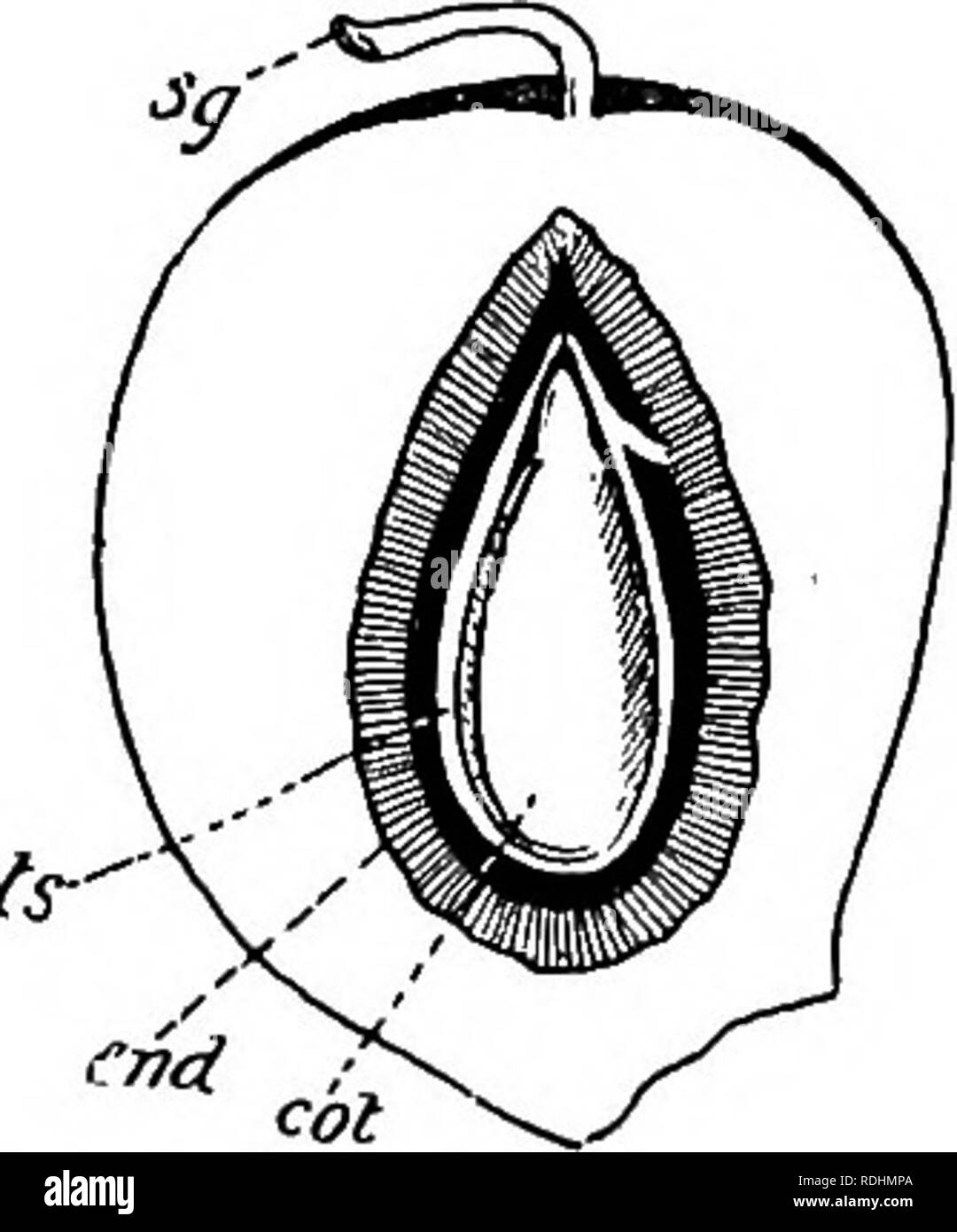 Pericarp vertical hi-res stock photography and images - Alamy