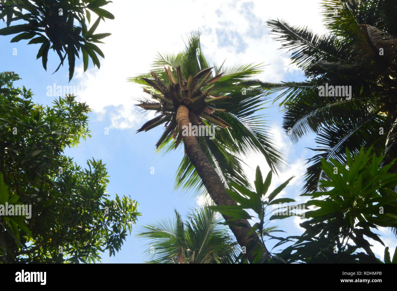Shade of trees in a sunny tropical afternoon Stock Photo - Alamy
