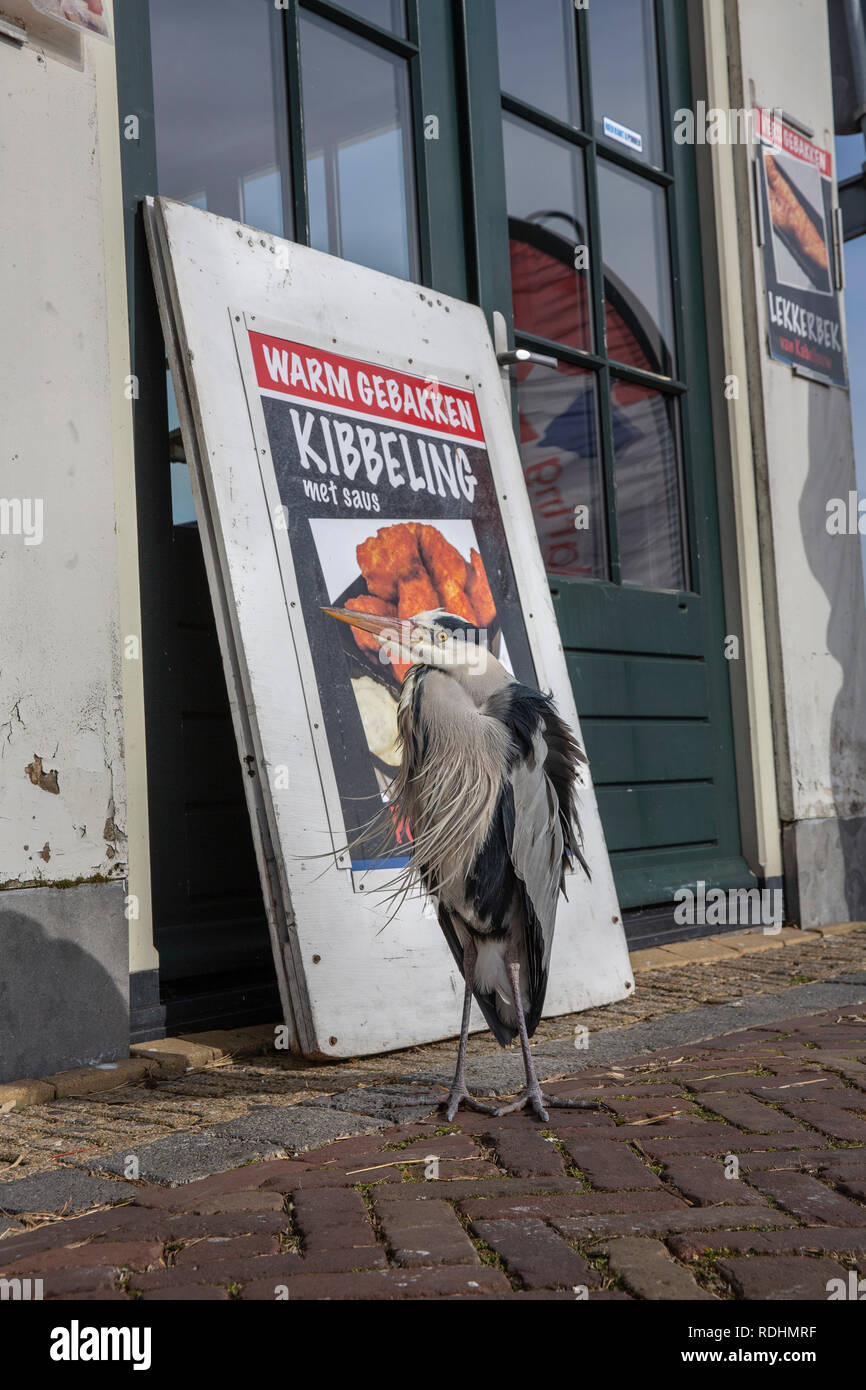 Volendam fish shop hi-res stock photography and images - Alamy
