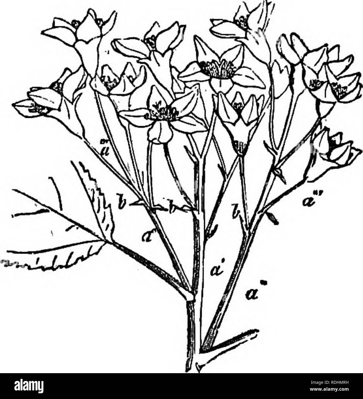 Branching yucca Cut Out Stock Images & Pictures - Alamy