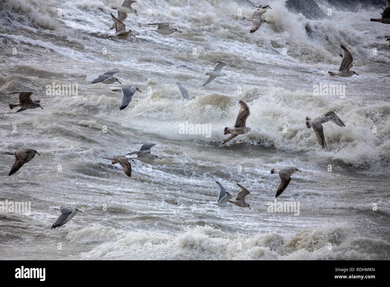 Birds flying in a storm hi-res stock photography and images - Alamy