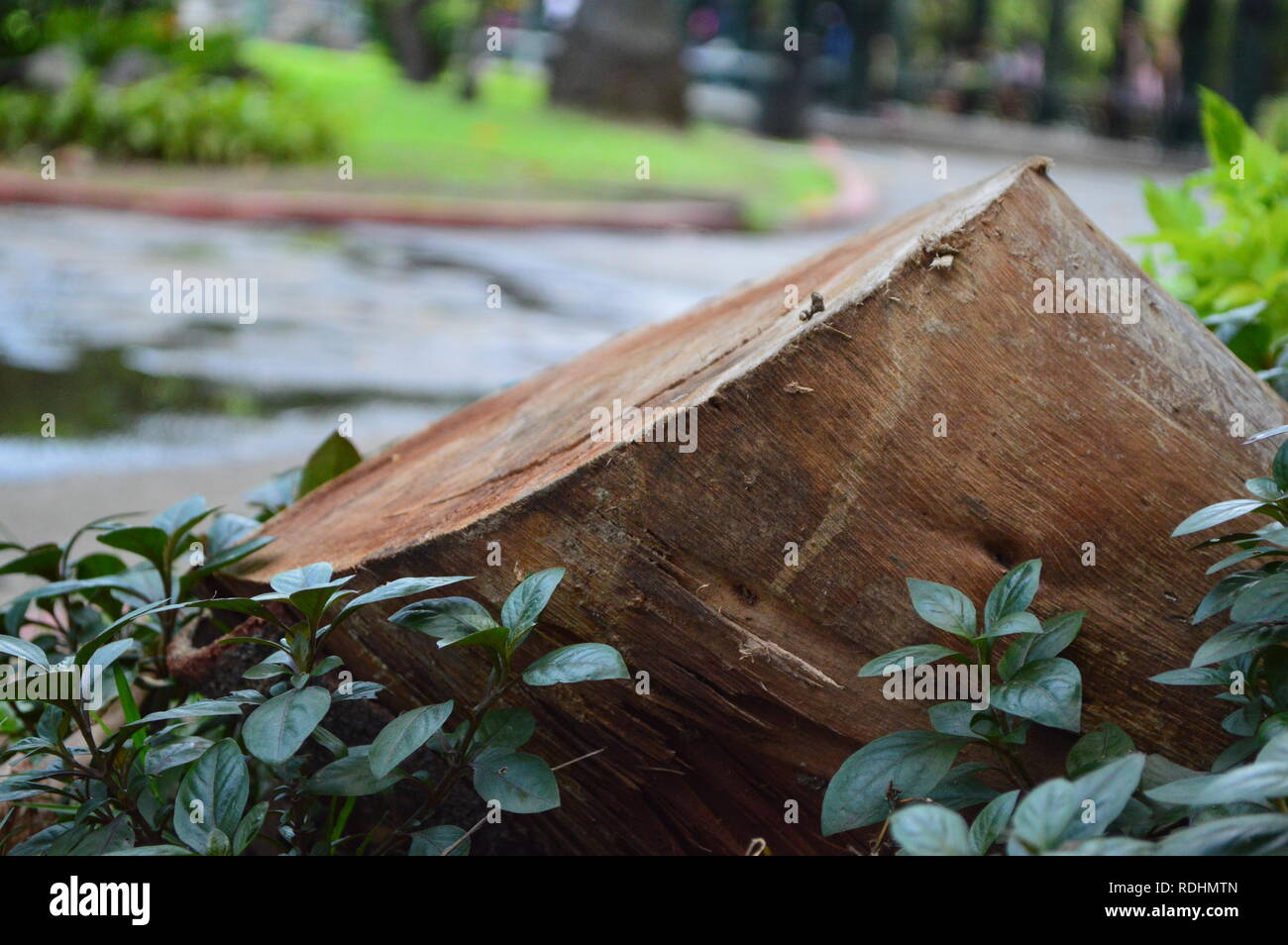 A tree stump surrounded by plants in a park Stock Photo - Alamy