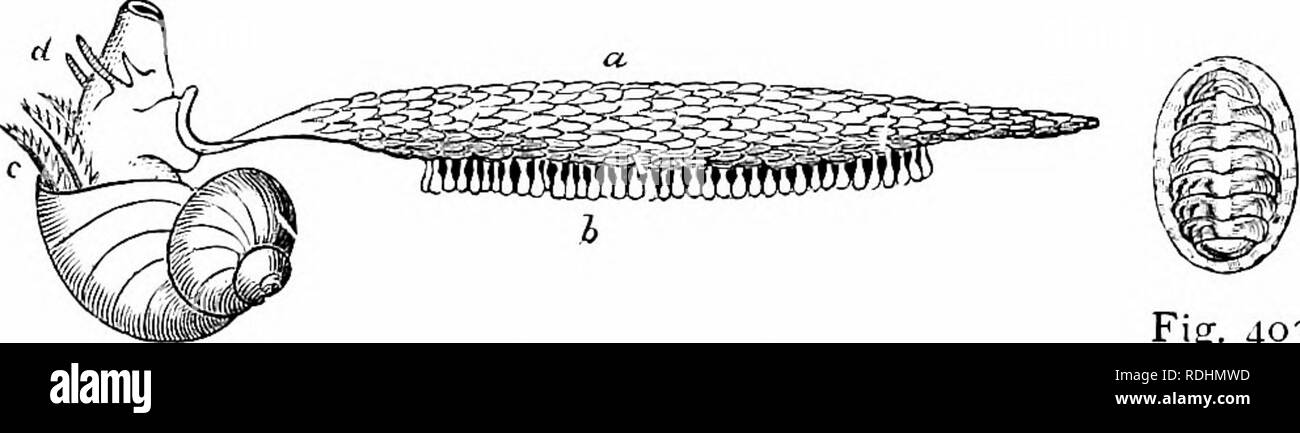 Keyhole snail hi-res stock photography and images - Alamy