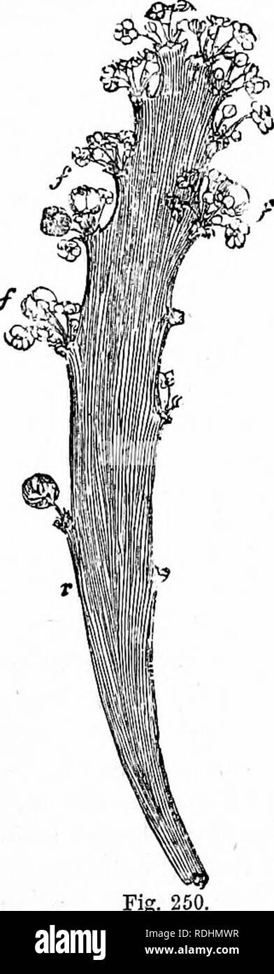 Flattened Peduncle High Resolution Stock Photography and Images - Alamy