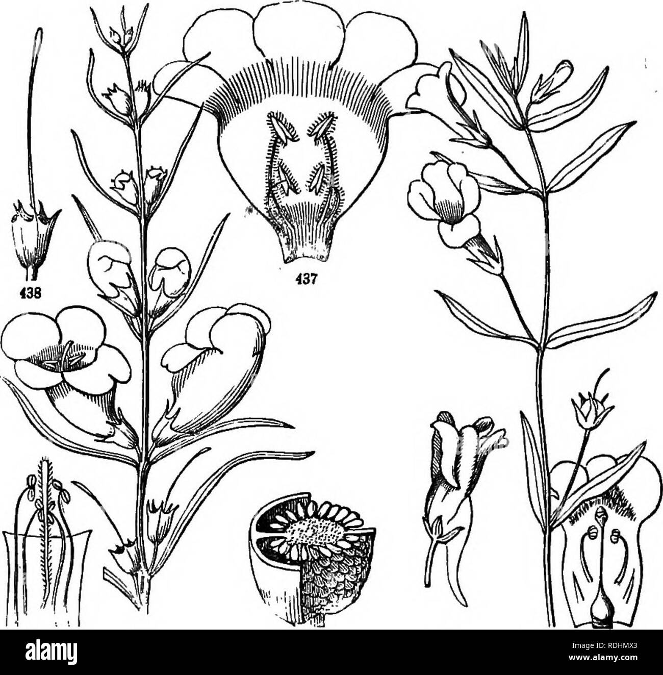 . Botany for young people and common schools : how plants grow, a ...