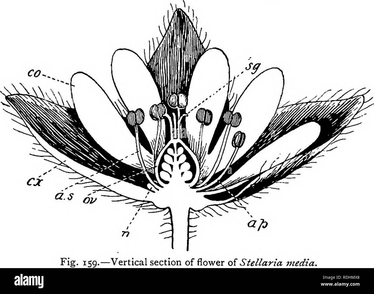 . Elementary botany . Botany. POLYPETAL^—CARYOPHYLLACE^ 131 introrse ...