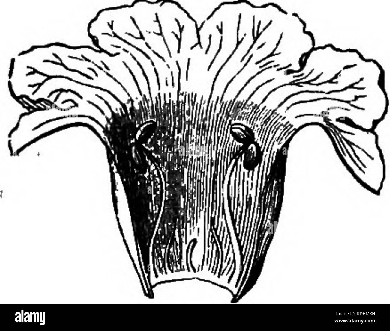 Lance ovate Black and White Stock Photos & Images - Alamy