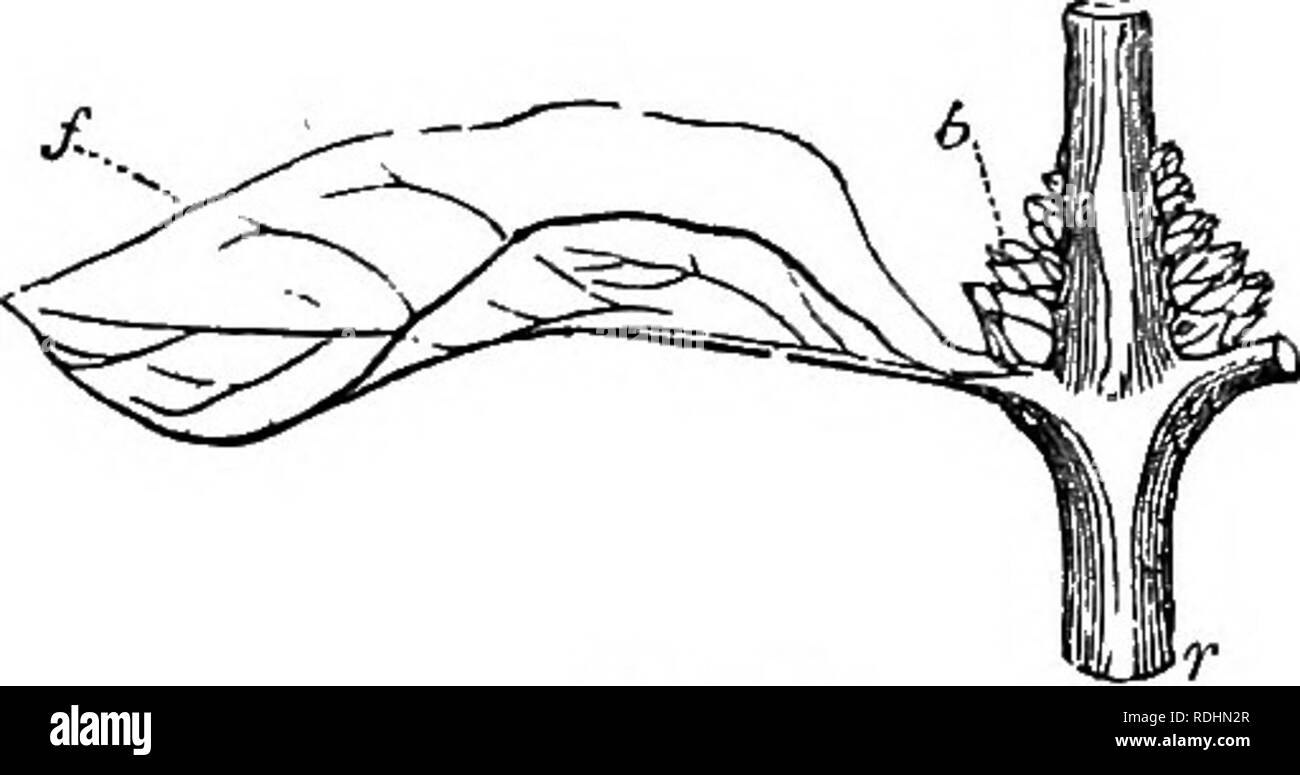 Adventitious buds hi-res stock photography and images - Alamy