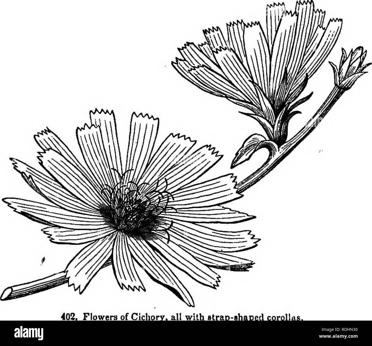 Split flowers Black and White Stock Photos & Images - Alamy