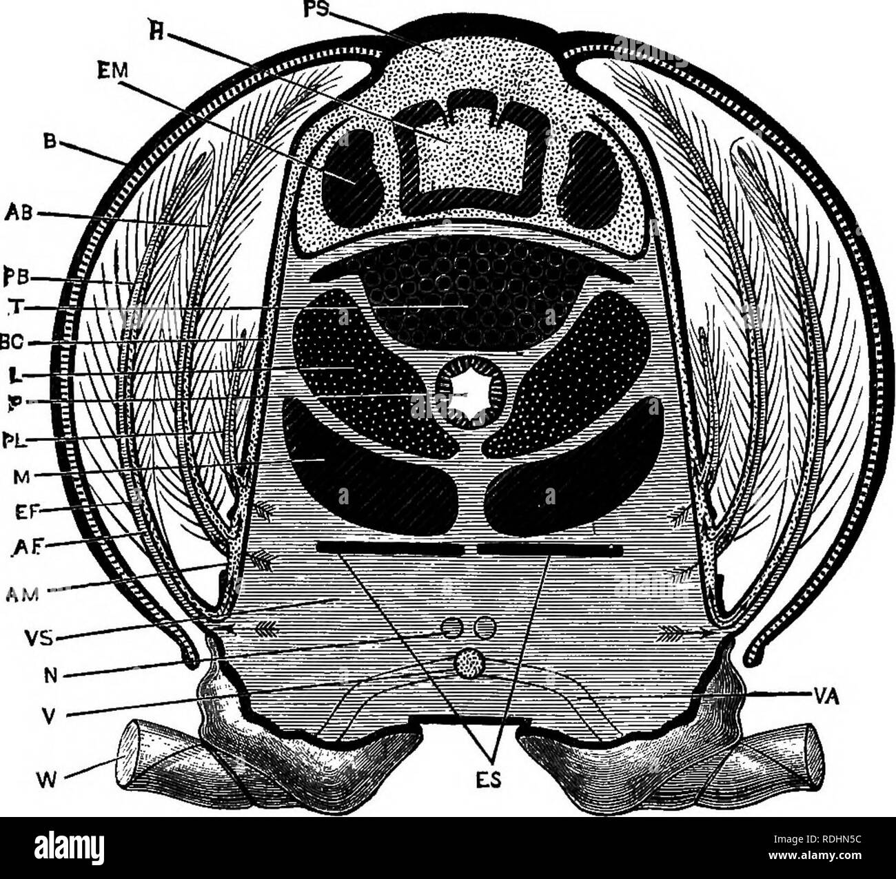 . A junior course of practical zoology. Zoology. 134 THE CRAYFISH 1 ...