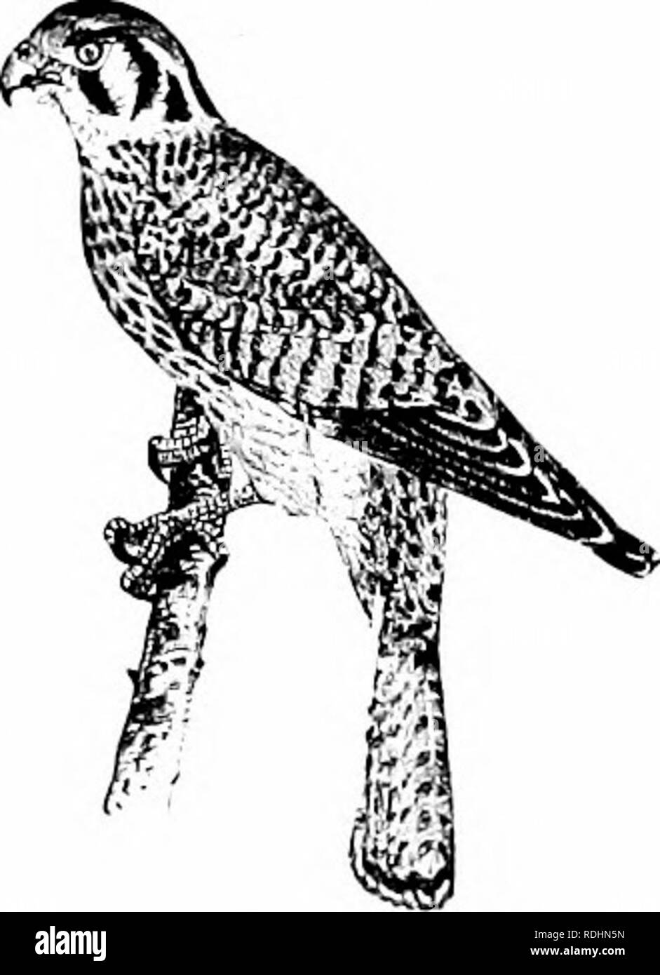 Noble falcon Cut Out Stock Images & Pictures - Alamy