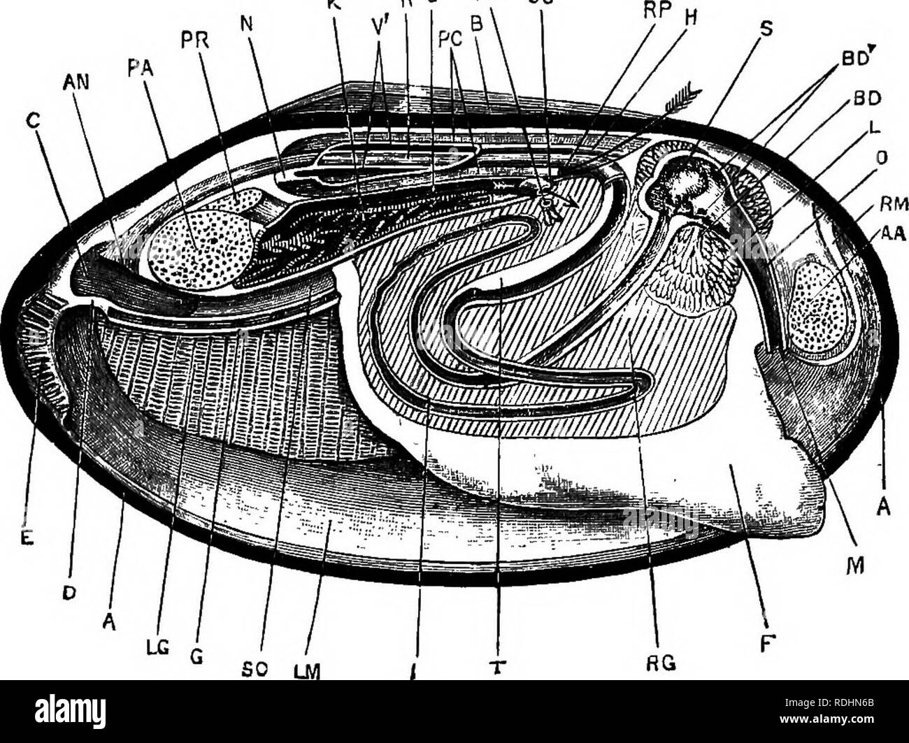 Open shell mussel Black and White Stock Photos & Images - Alamy
