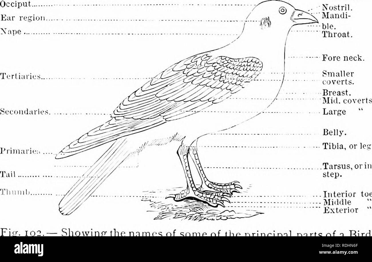 . Natural history of animals;. Zoology. VERTEBRATES: BIRDS. covered ...