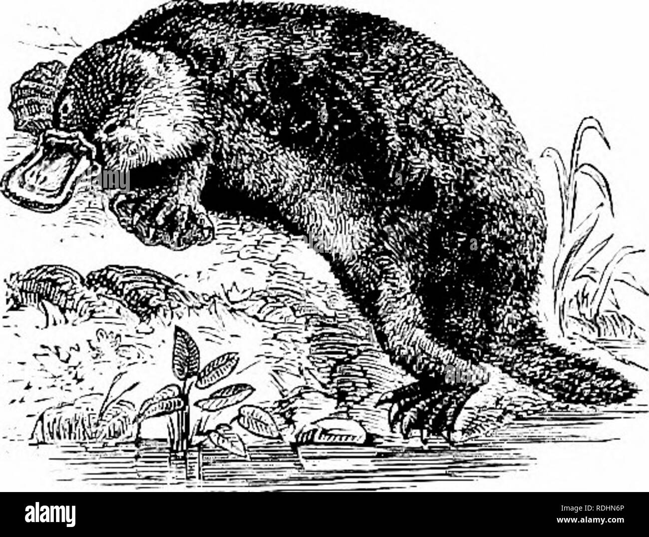 Australian wombat in natural Black and White Stock Photos & Images - Alamy