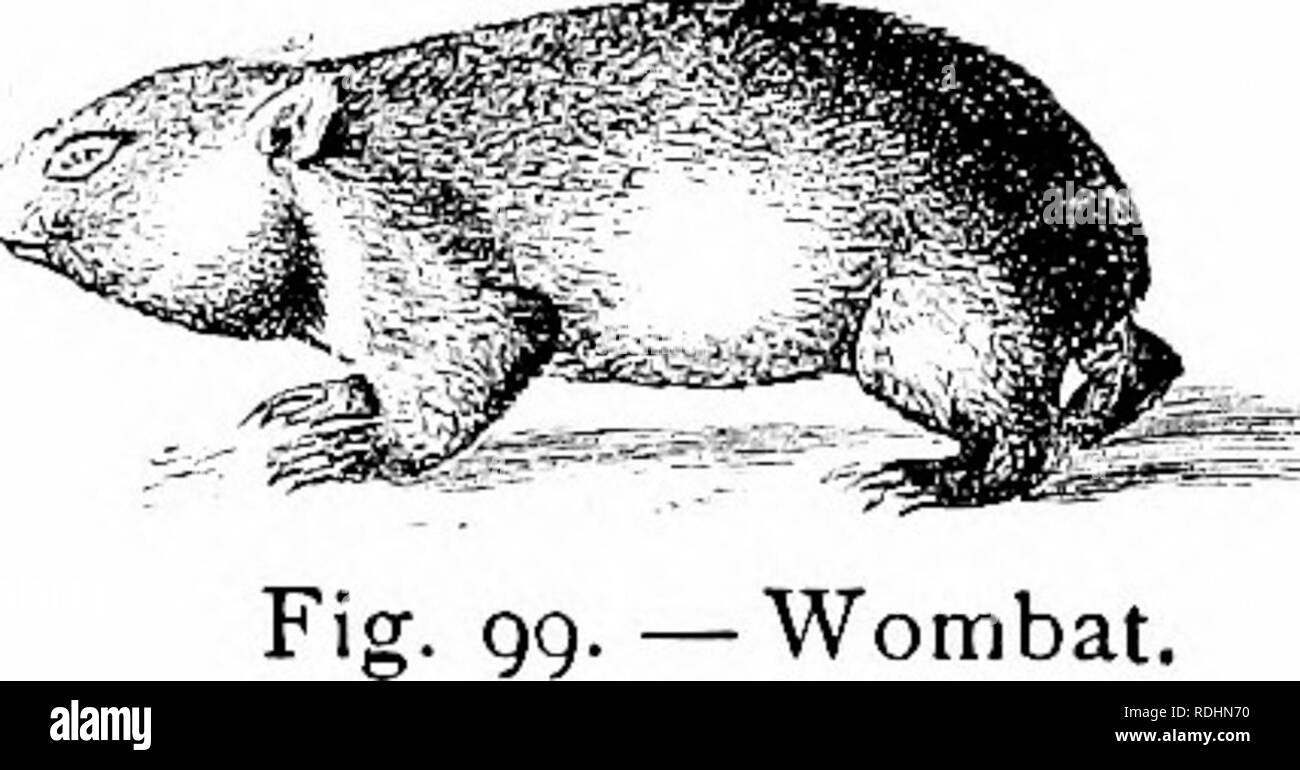 Australian wombat Black and White Stock Photos & Images - Alamy