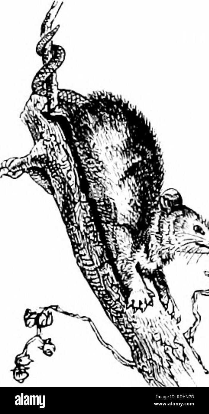 Feigning Black and White Stock Photos & Images - Alamy