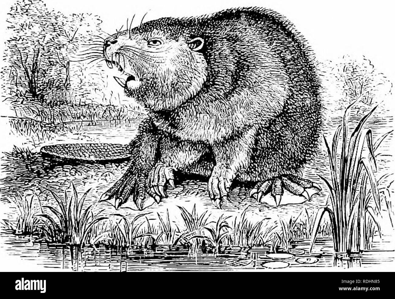 Aquatic plants with long roots Black and White Stock Photos & Images ...