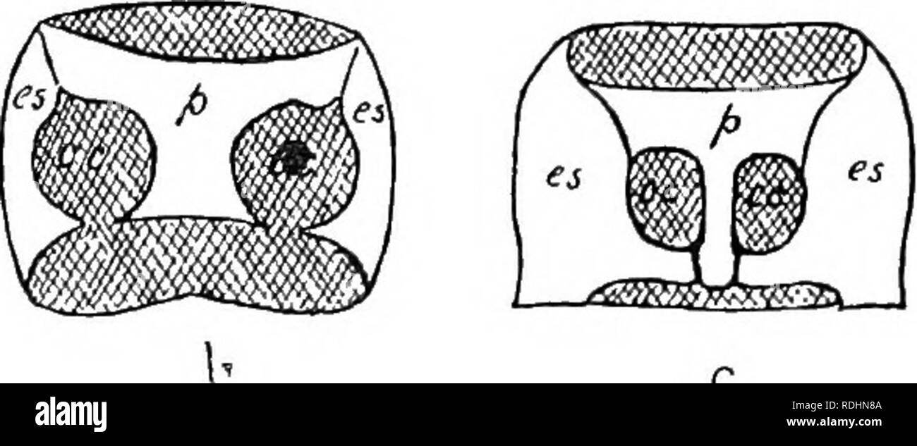 . An illustrated descriptive catalogue of the coleoptera or beetles ...