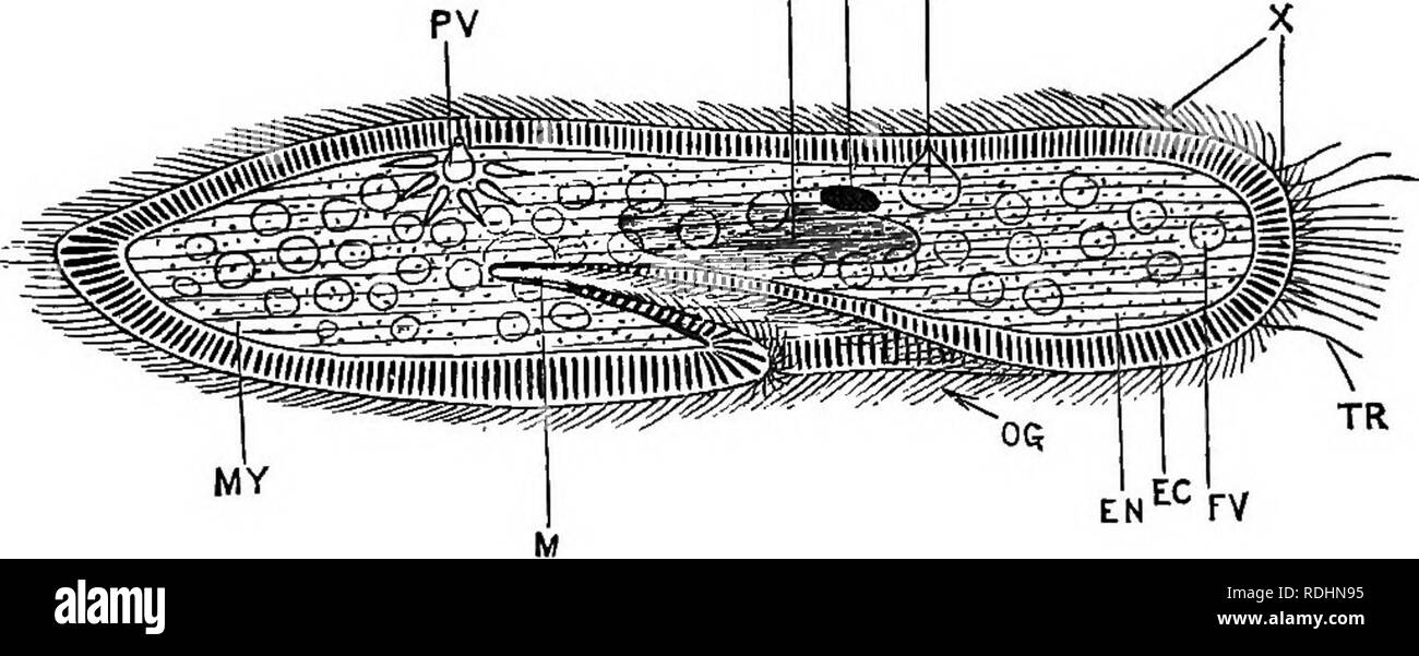 Paramecium cilia Black and White Stock Photos & Images - Alamy