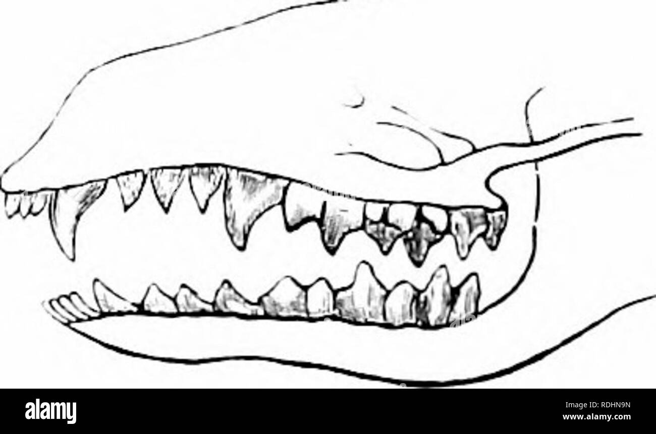 Mice eater hi-res stock photography and images - Alamy