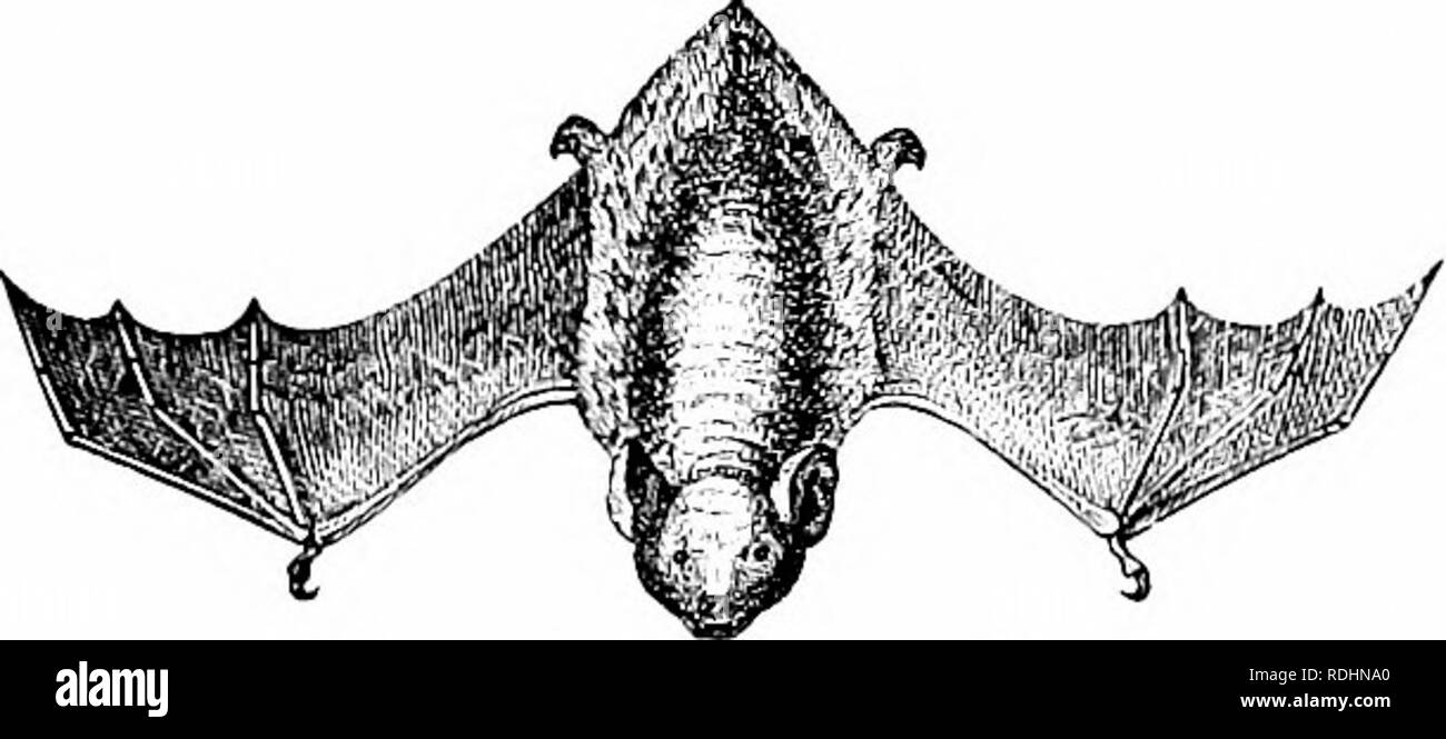 Hind legs whale hi-res stock photography and images - Alamy