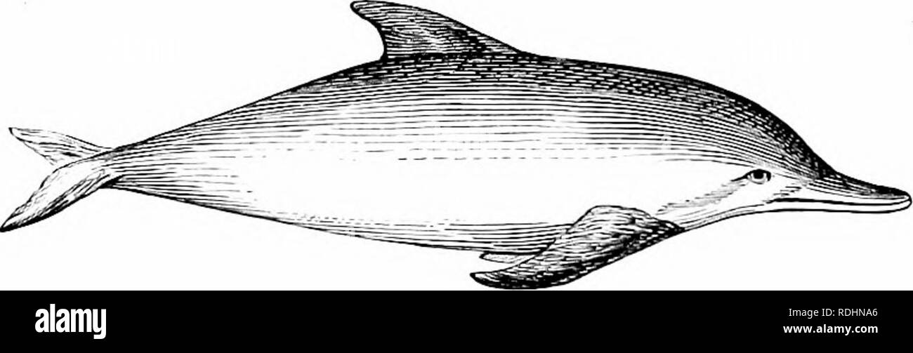 Sperm whale spout Black and White Stock Photos & Images - Alamy