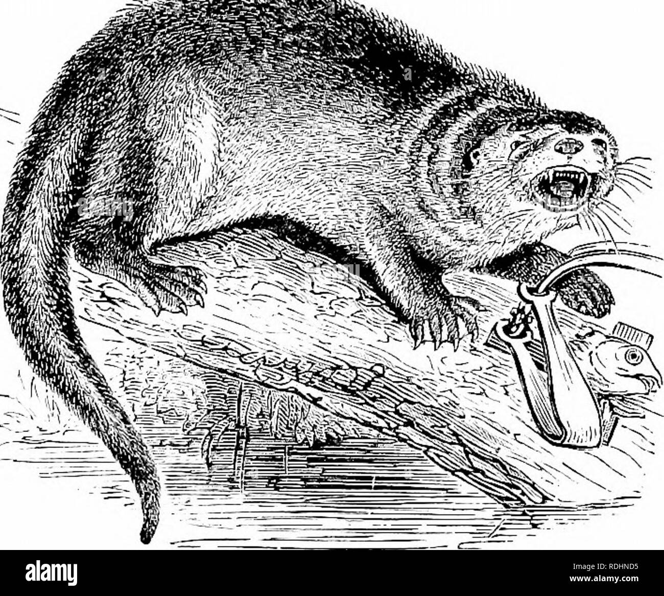 Sable images Black and White Stock Photos & Images - Alamy