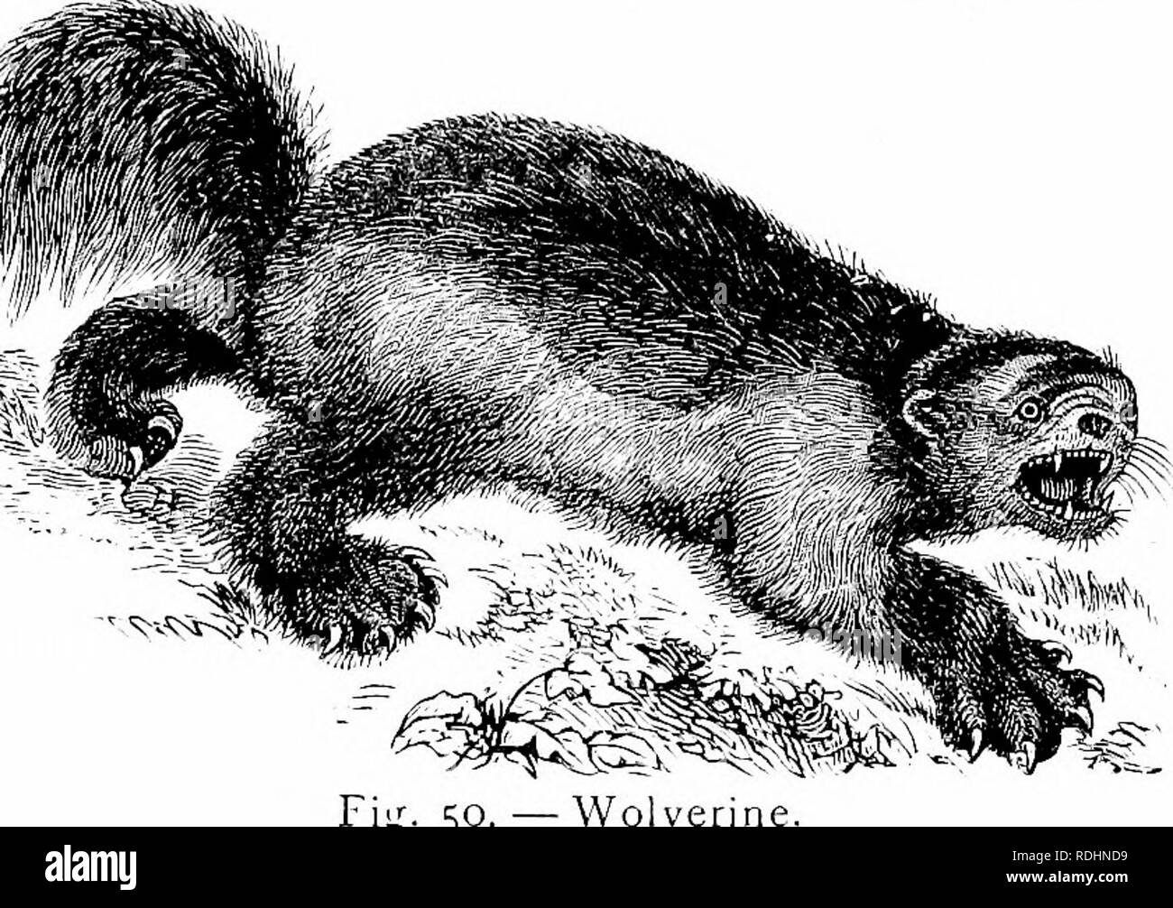 Sable images Black and White Stock Photos & Images - Alamy