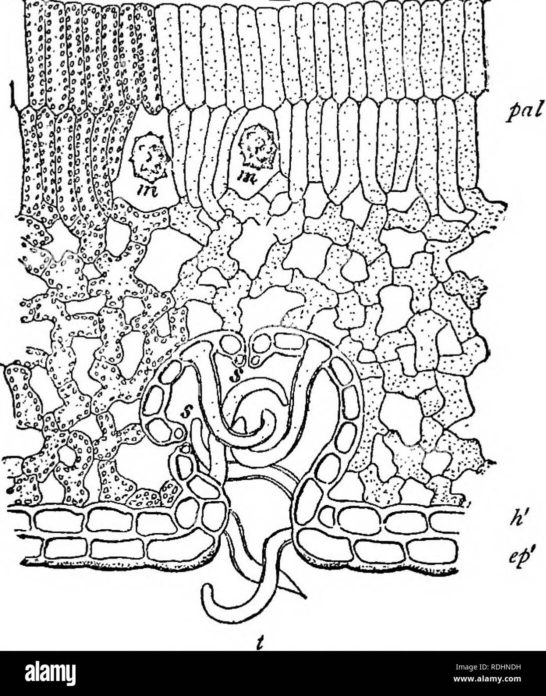 Magnified leaf stomata hi-res stock photography and images - Alamy