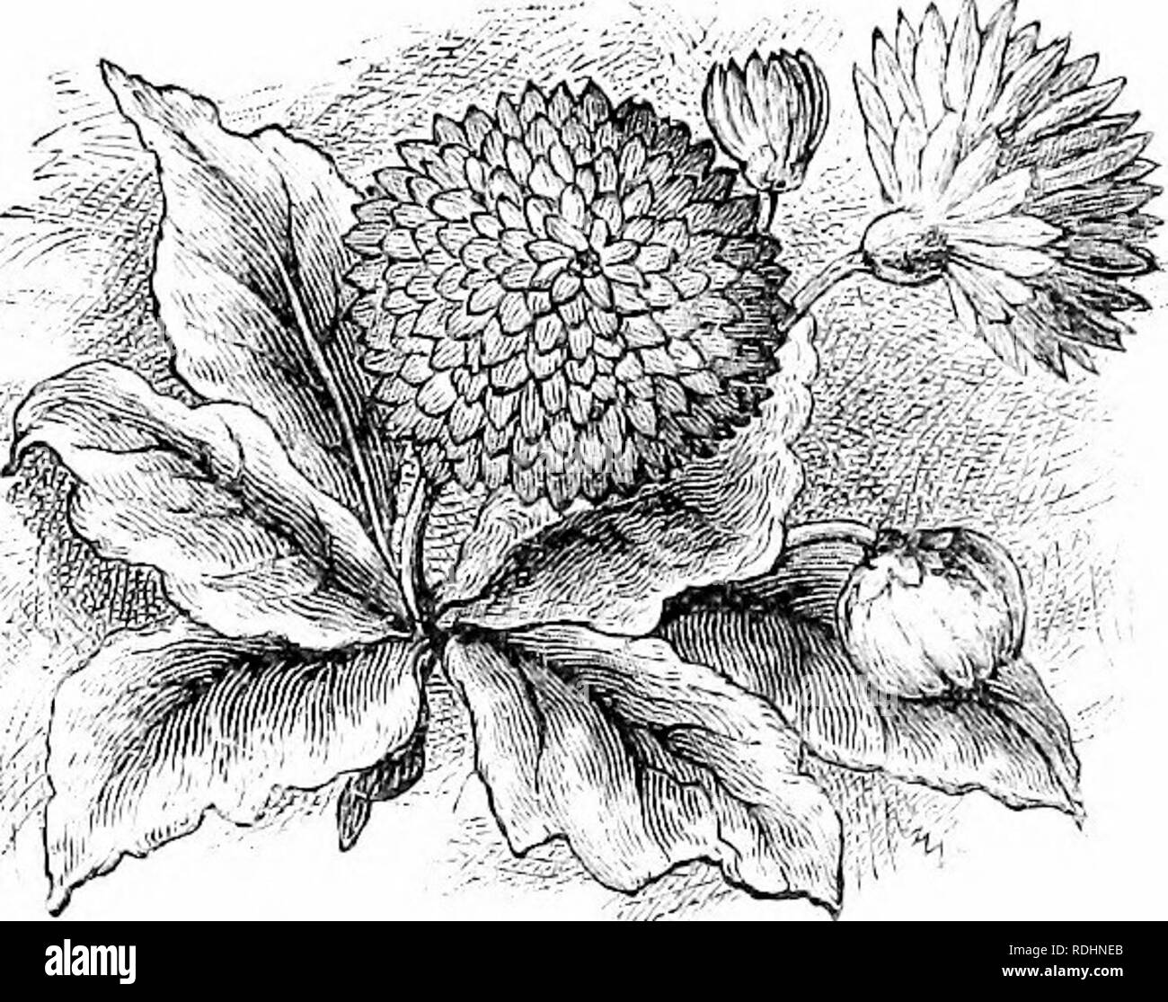 Double daisies Black and White Stock Photos & Images - Alamy