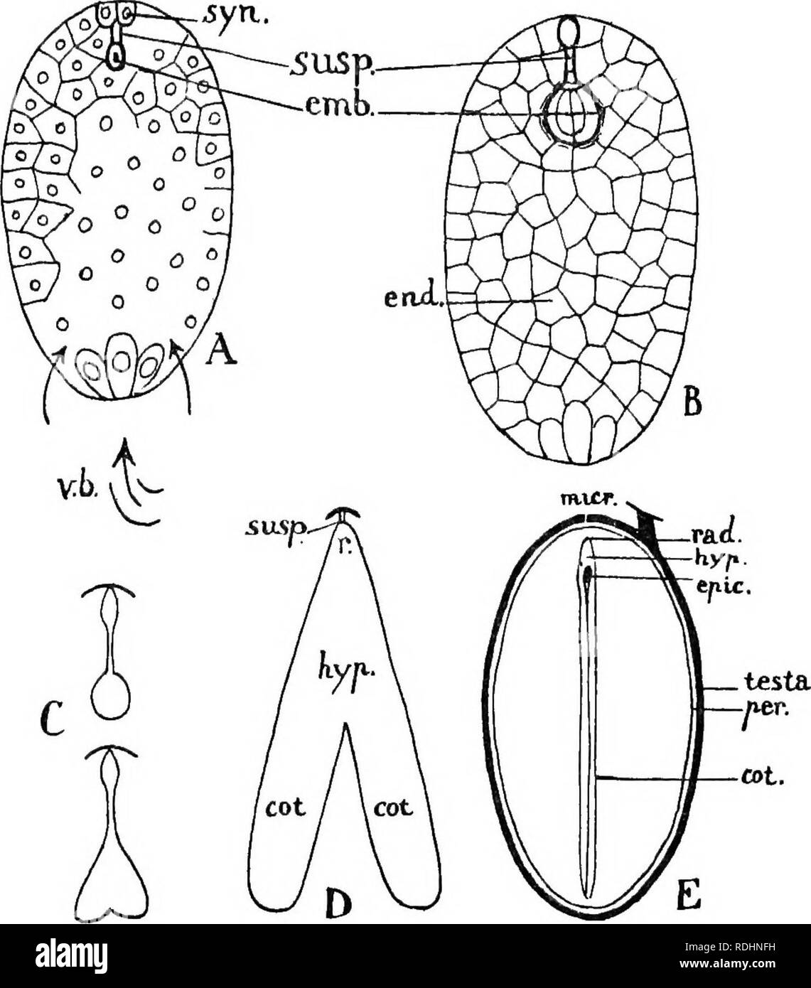 Plant Embryo Diagram