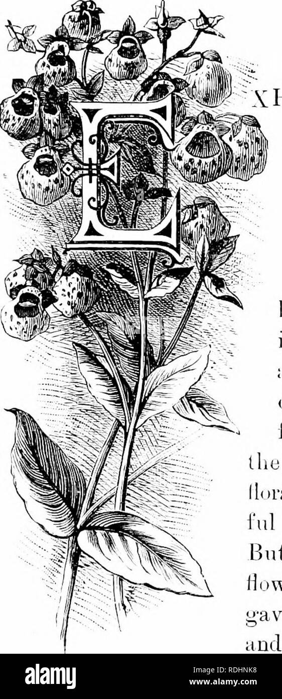 Leen flower Black and White Stock Photos & Images - Alamy