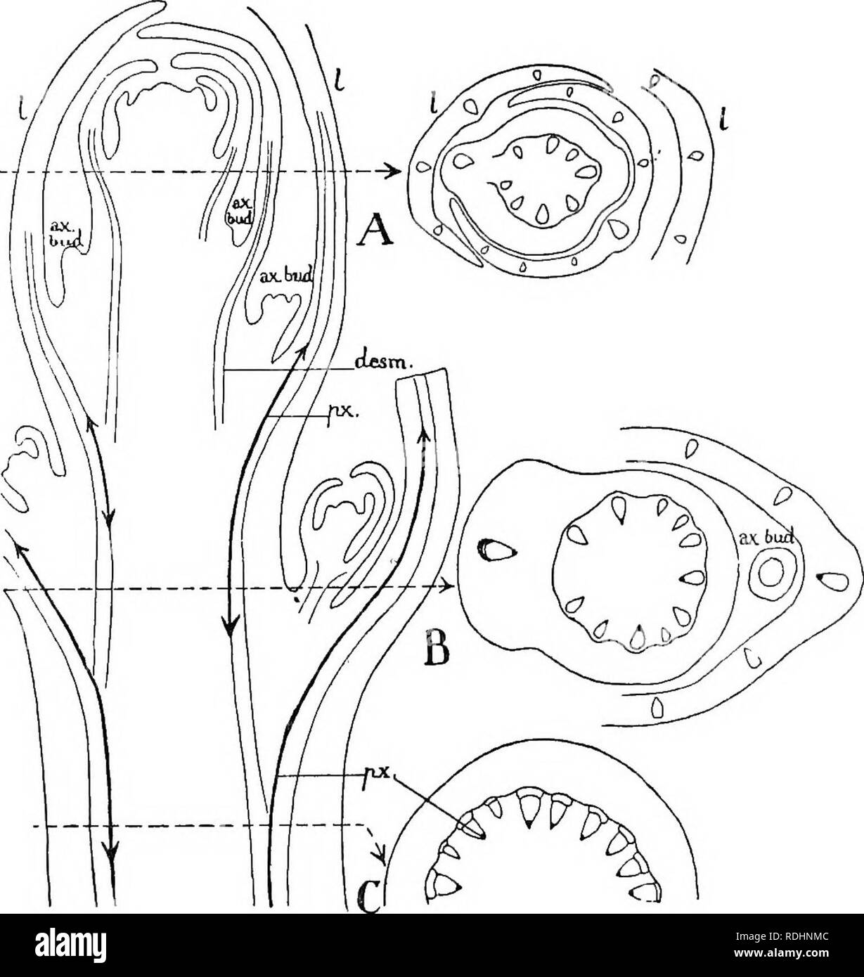 Levels of development Black and White Stock Photos & Images - Alamy