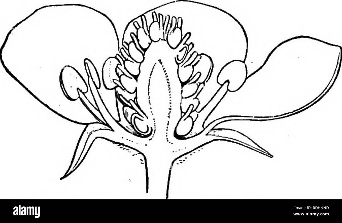 Flower Sepal Function