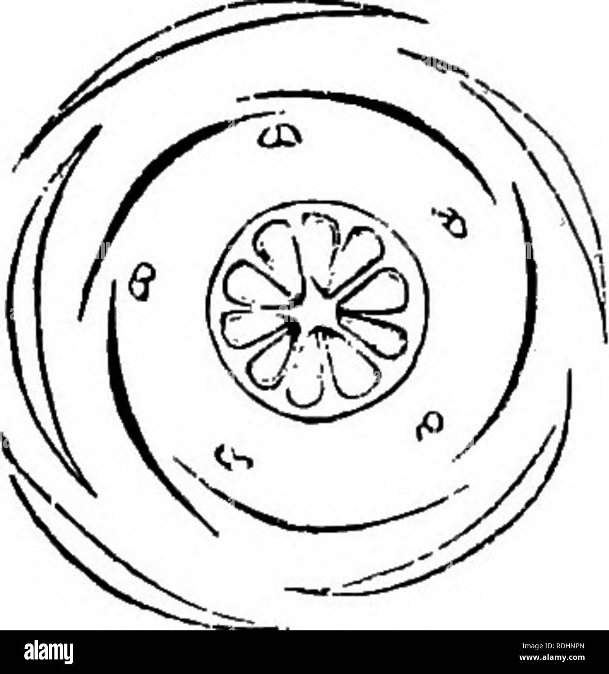 Pollination diagram Black and White Stock Photos & Images - Alamy
