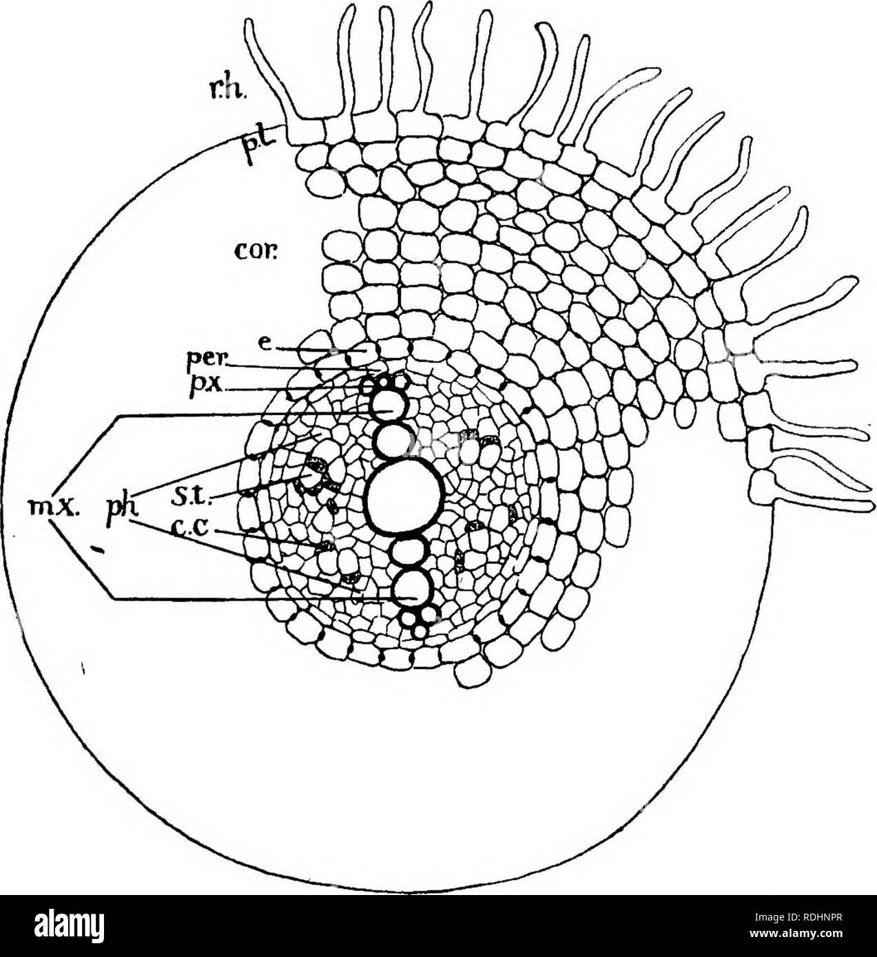 . Elements of plant biology. Plant physiology. 292 THE ROOT a push up ...