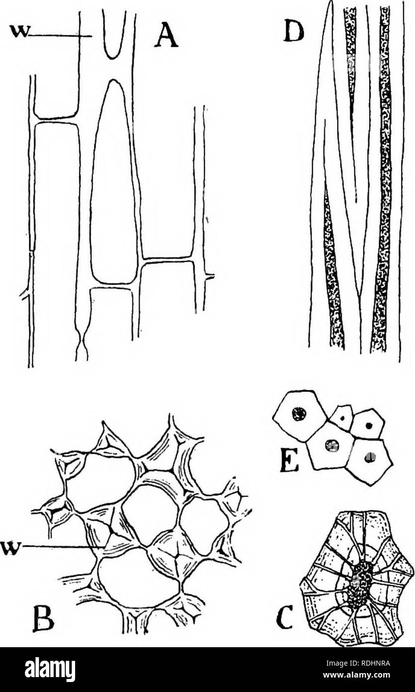 Water Conducting Cells