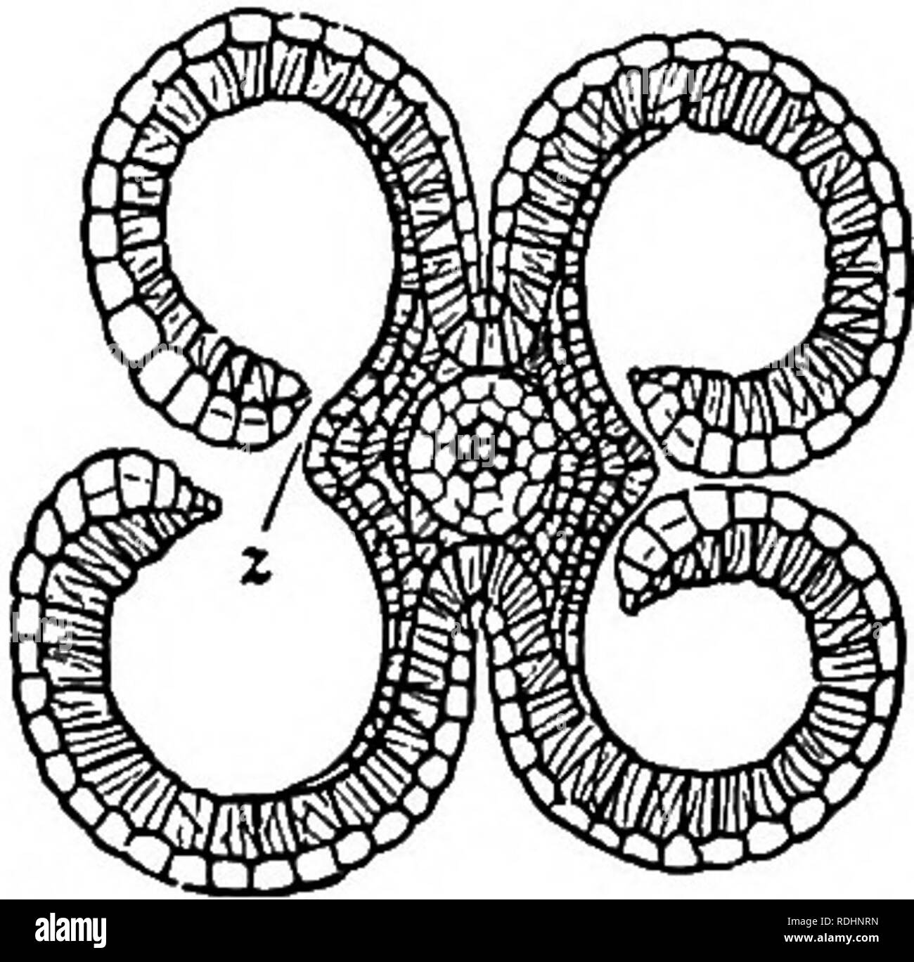 . Outlines of plant life : with special reference to form and function ...