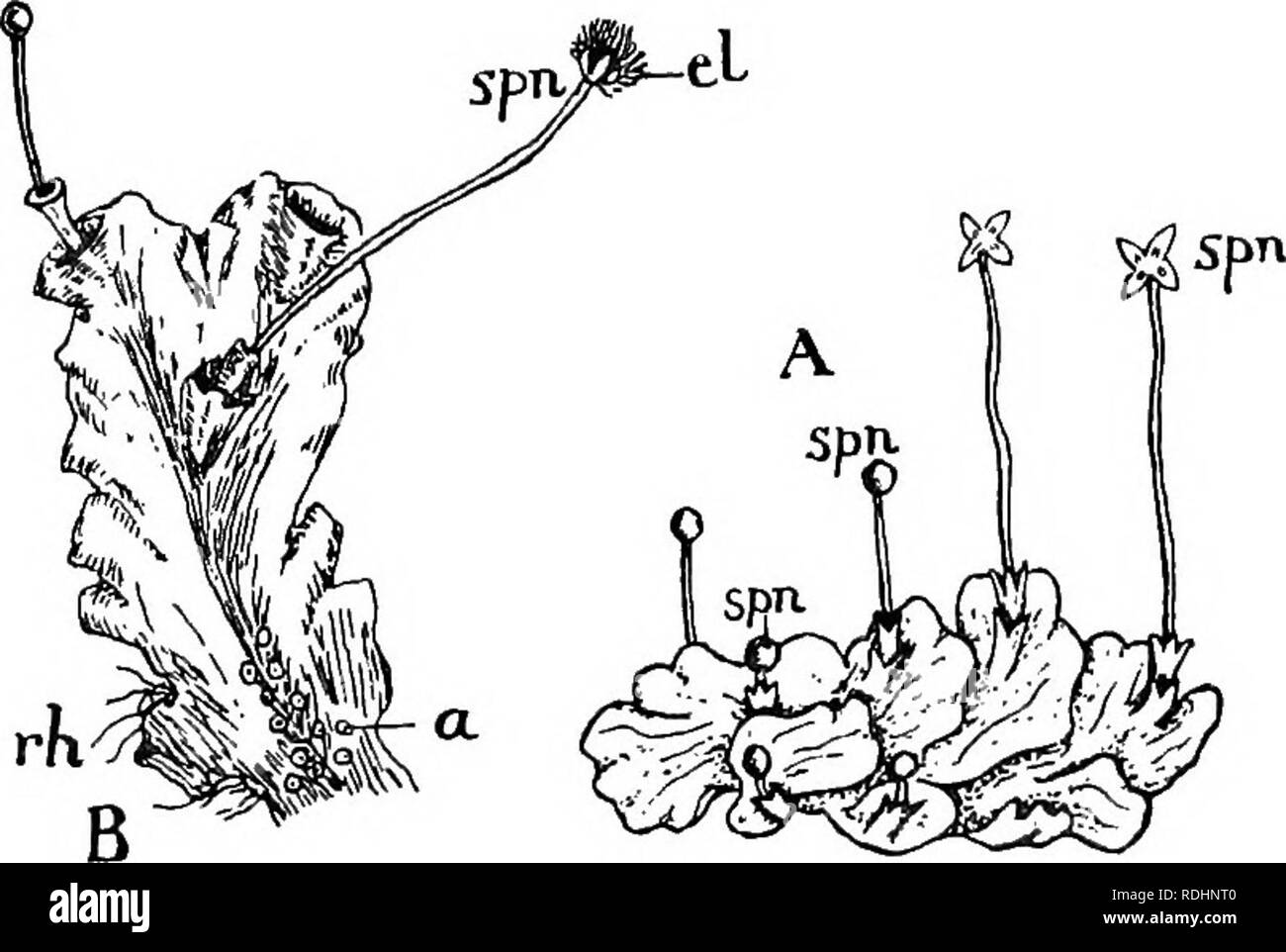 Various ages flat size hi-res stock photography and images - Alamy
