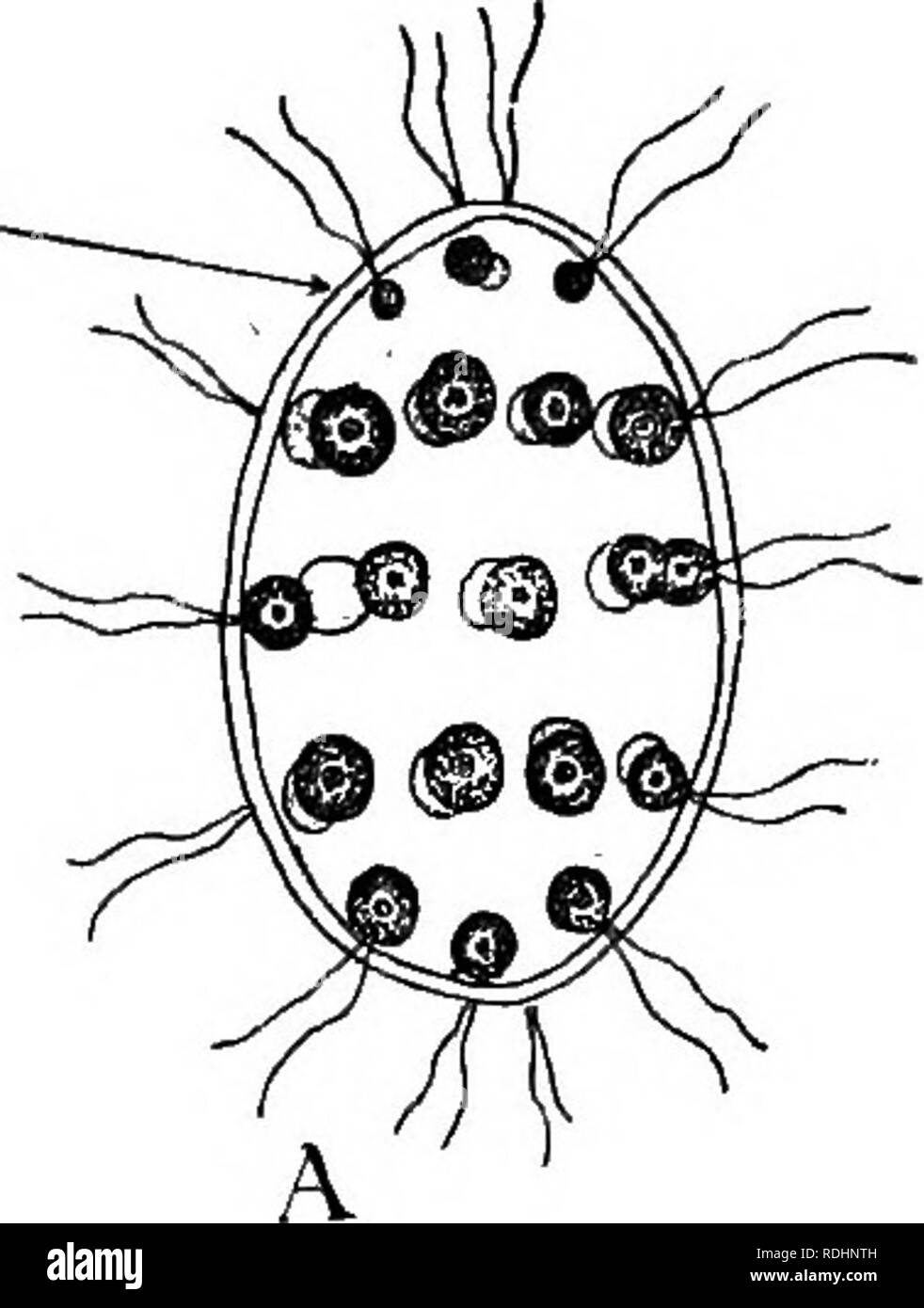 . Elements of plant biology. Plant physiology. ^^ joiTiAti£ cells. Fig ...