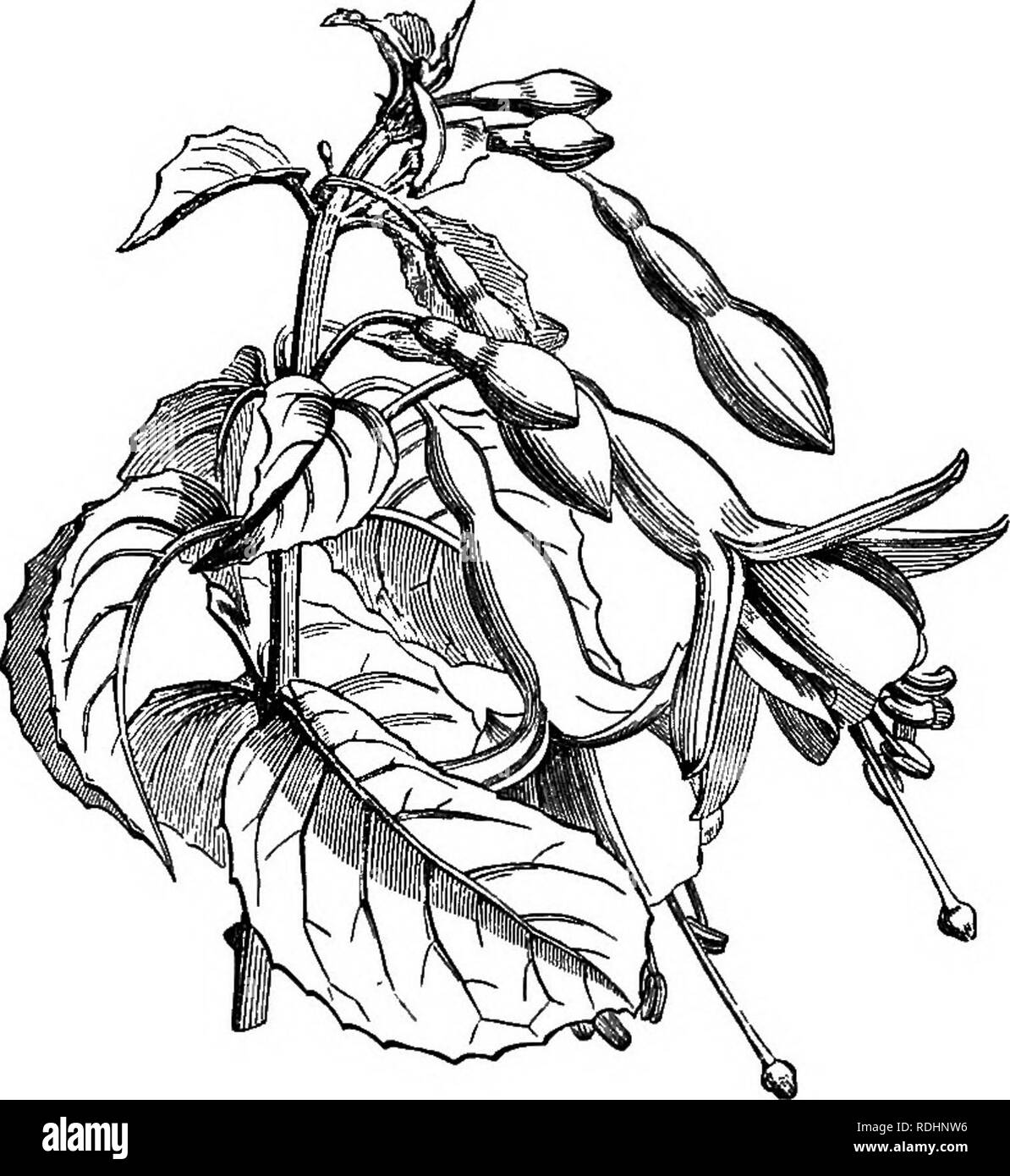 Pollen spread Black and White Stock Photos & Images - Alamy