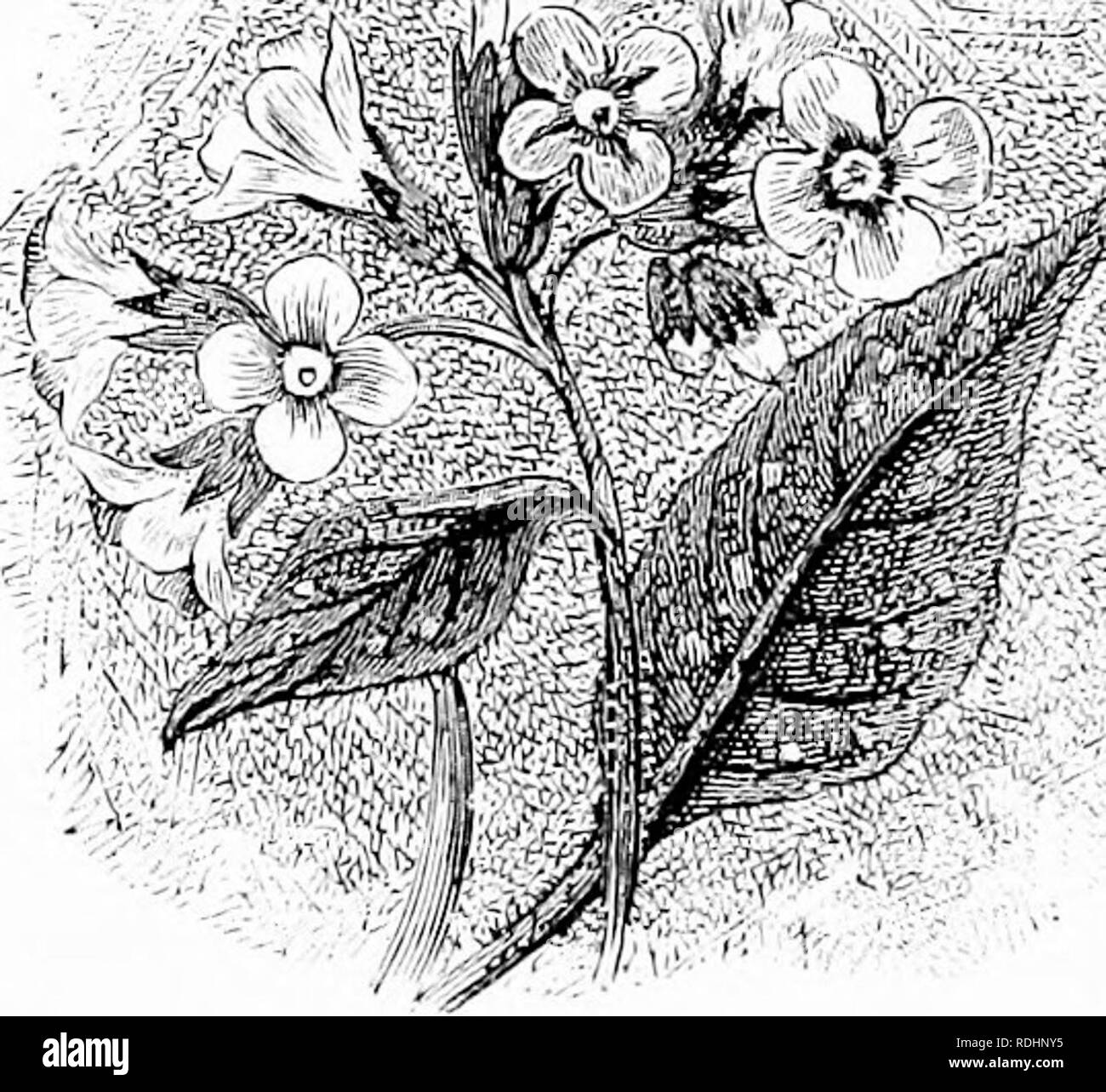 Creeping forget me not Black and White Stock Photos & Images - Alamy
